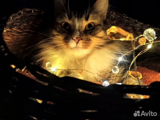 Пушистый красавец ищет дом