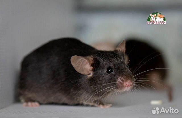 Декоративные мышки