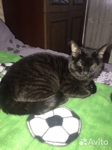 Котик бесплатно