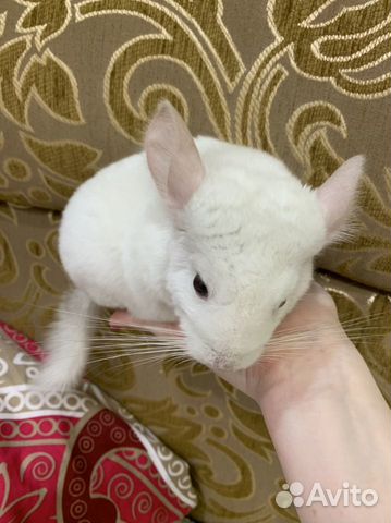 Шиншилла белый мальчик