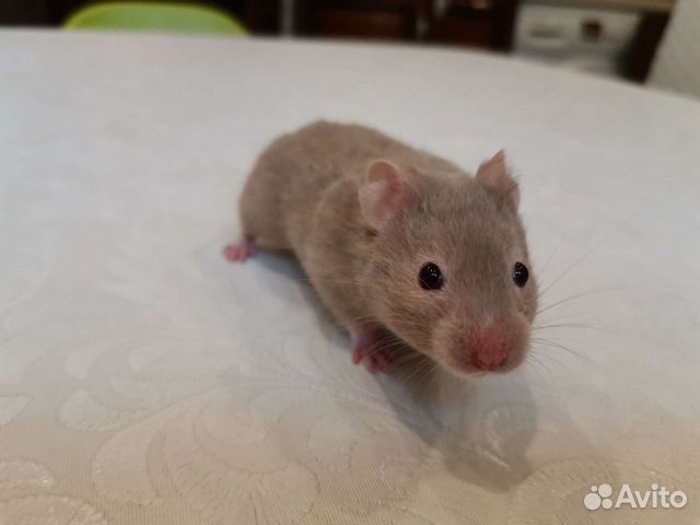 Сирийский хомяк