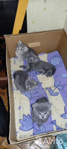 Шотландские котята