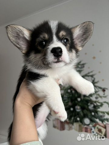 Вельш корги пемброк
