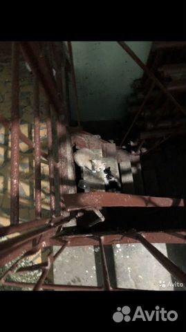 Котята замерзают в подвале