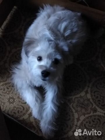 Метис болонки