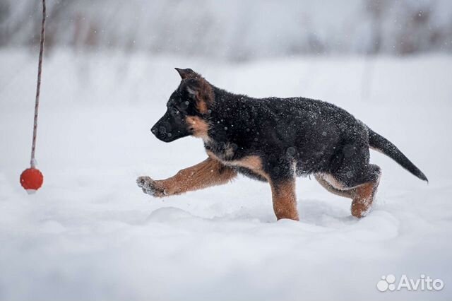 Сын Отборника России 2021, 2,5 мес