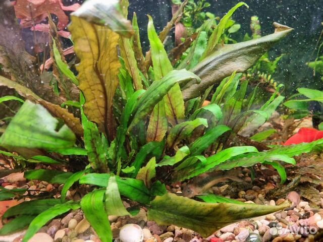 Ряска, криптокорина, папоротник