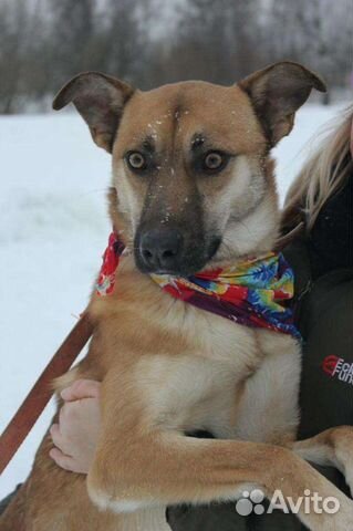 Хороший пёсик ищет добрых хозяев