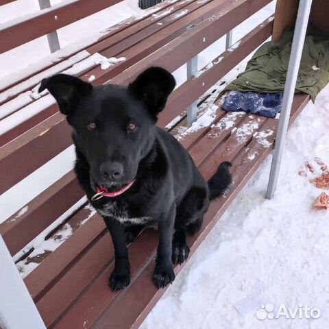 Собака