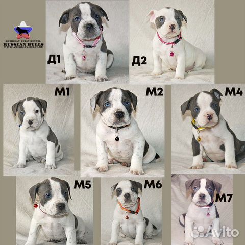 Американский Булли XL щенки