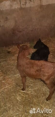 Продаются 2 телочки недельные