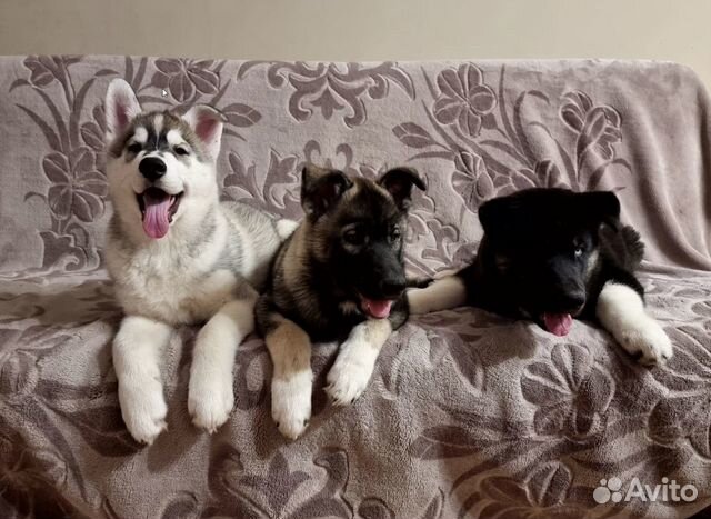 Щенки сибирской хаски