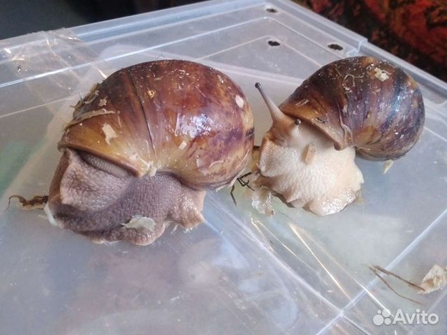 Улитки ахатины