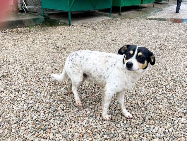 Лакки ищет свою семью