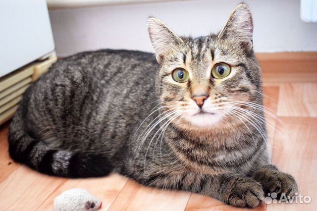 Котик Флинт 1,5 года
