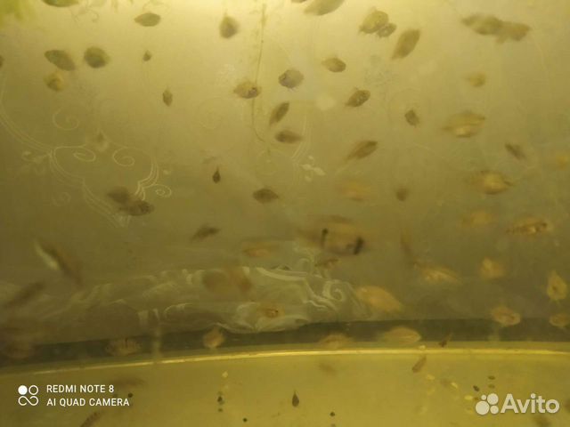 Берюзовая Акара