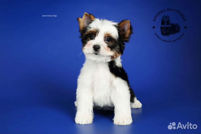 Бивер терьер