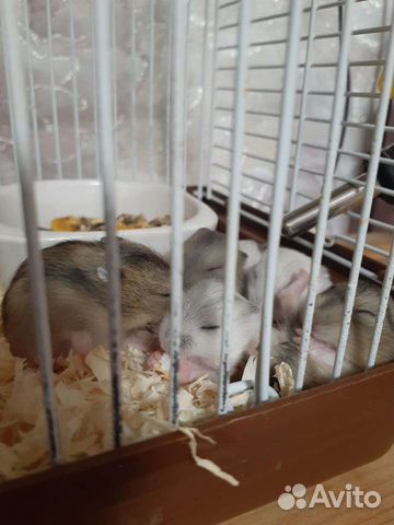 Отдам хомячков