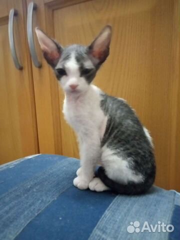 Котик сфинкс Браш