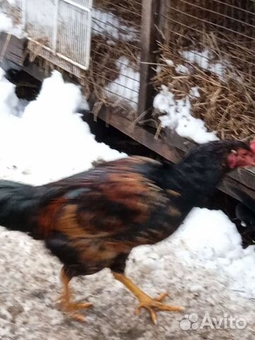 Бойцовые петухи