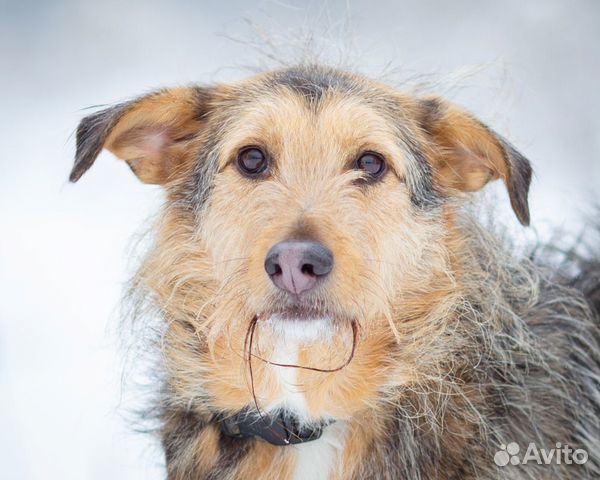 Добрик в поисках семьи