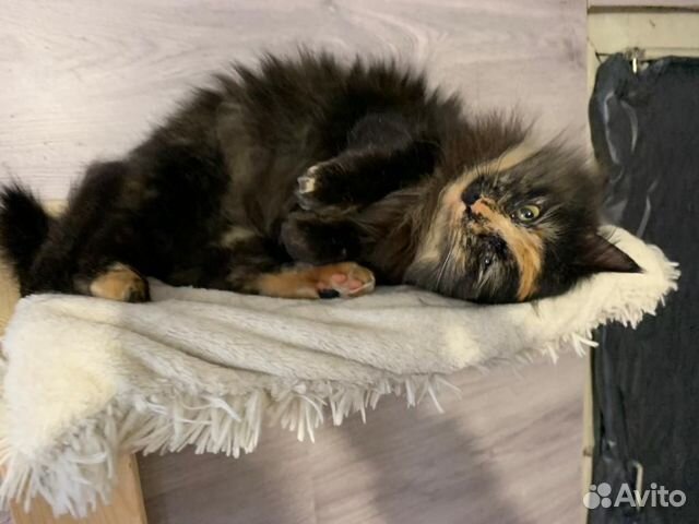 Кошка Нюша-ласкуша