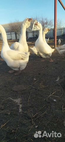 Гуси холмогоры