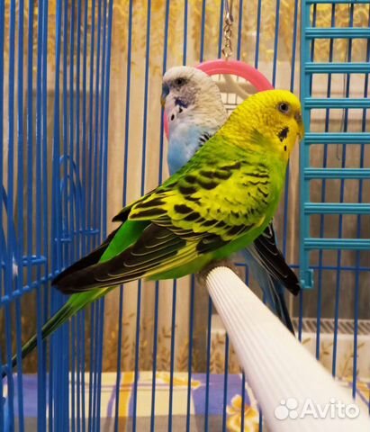 Волнистый попугай с клеткой