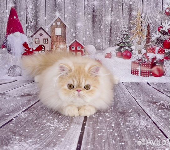 Персидский мальчик 3 мес