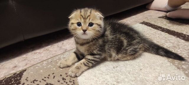 Британский котенок окрас тобби