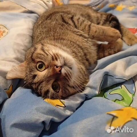 Котик Пухля