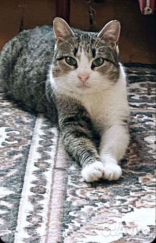 Кошечка в добрые руки