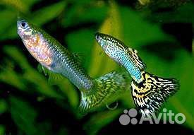 Гуппи, рыбки. Улитки Аквариумное растение