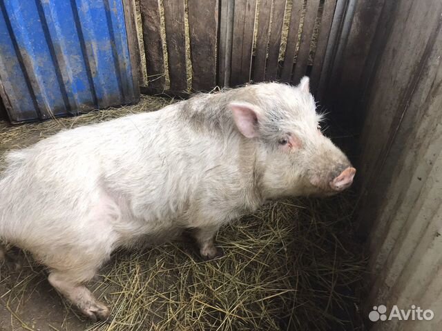 Вьетнамский хряк