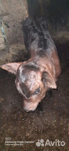 Телочка от молочной коровы