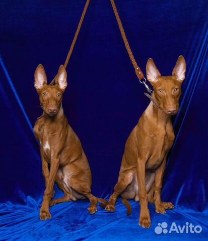 Подрощенный щенок