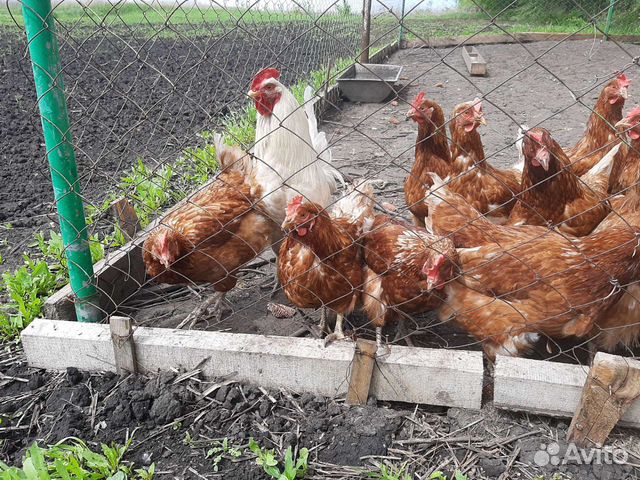 Куры несушки
