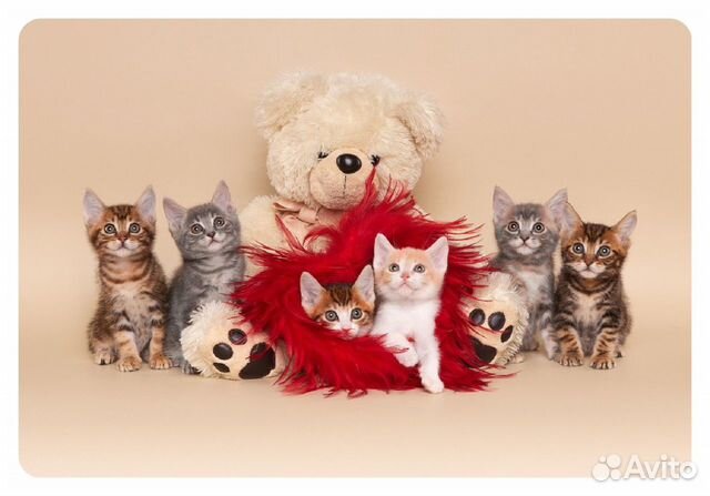 Котята. Курильский бобтейл