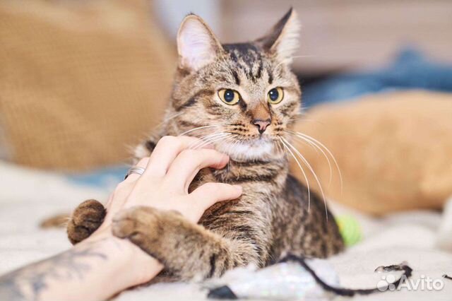 Котик Марио в дар