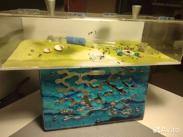 Формикарий с муравьями