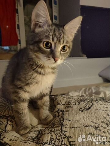 Котенок в дар
