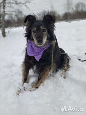 Собаке Булочке нужна семья