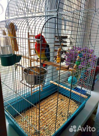 Продаётся попугай розелла, 1,5 года очень красивая