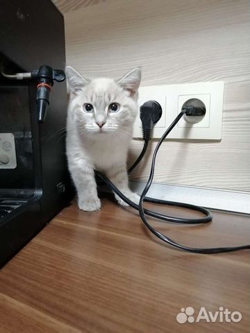 Красивый и ласковый котенок