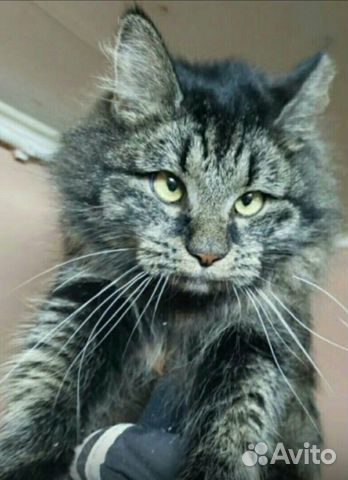 Кошка по кличке Победа