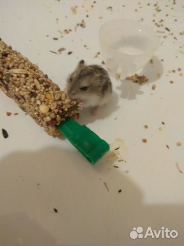 Джунгарские хомячки