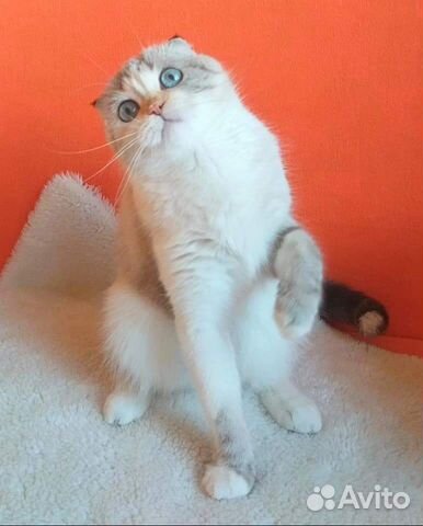 Шотландская вислоухая колор пойнт