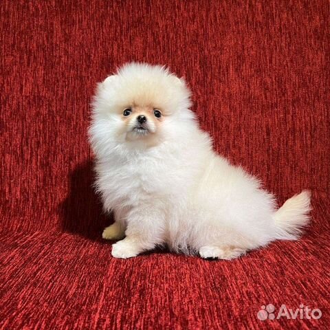 Девочка Померанского Шпица 3 месяца