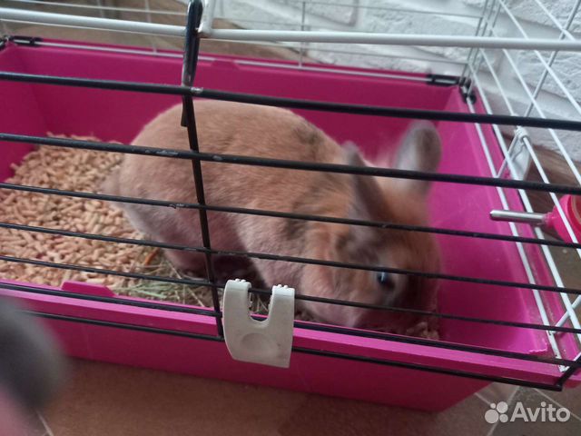 Декоративные кролики