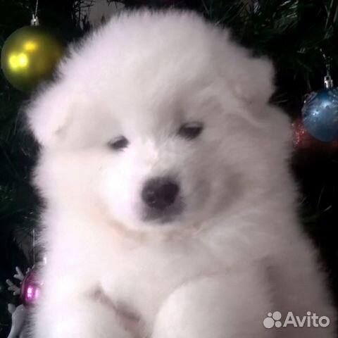 Красотки-щеночки-самоедики